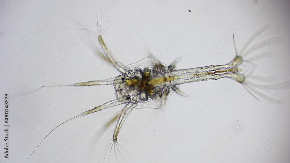 Shrimp larvae under a microscope. Nauplius larva of white shrimp ...