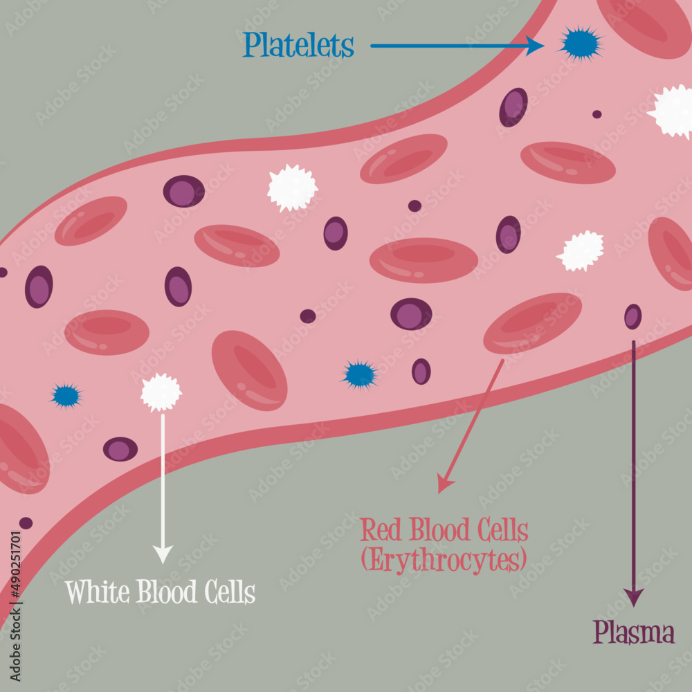Components of the blood stream Stock Vector | Adobe Stock