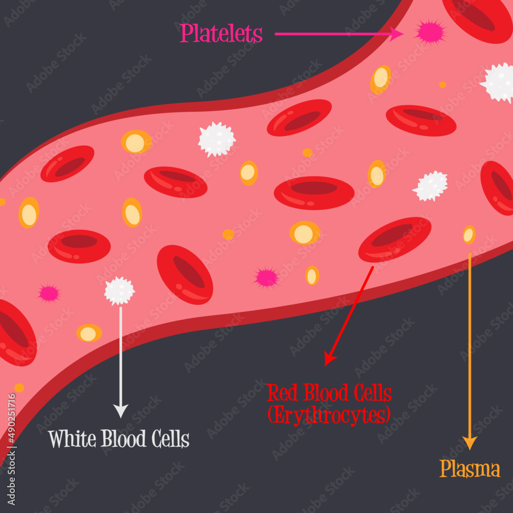 Components of the blood stream Stock Vector | Adobe Stock