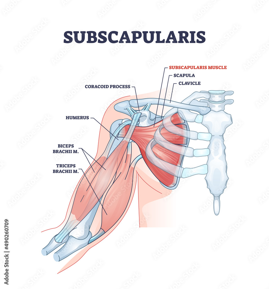 Subscapularis muscle and human shoulder inner skeletal part outline ...