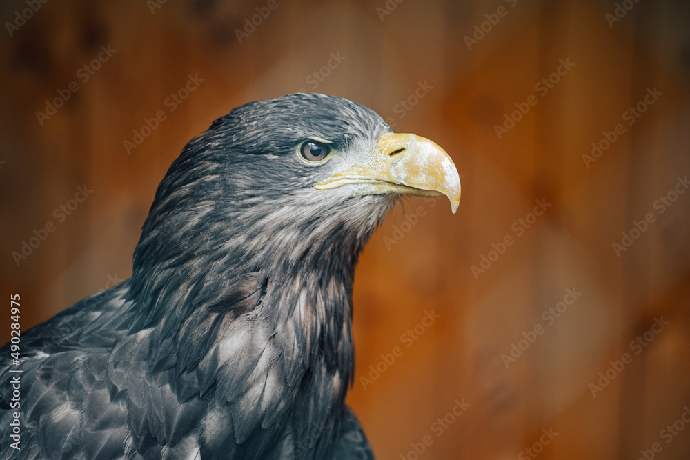 Crowned Eagle (Stephanoaetus coronatus), the biggest eagle of Adfrica. Bird of Prey, Crowned ...