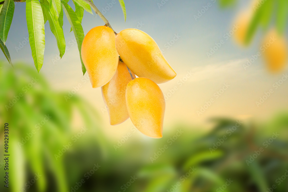 Yellow Mango Fruit Tree