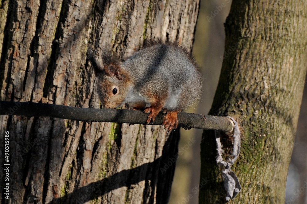 Duck is a representative of birds from several genera of the duck ...