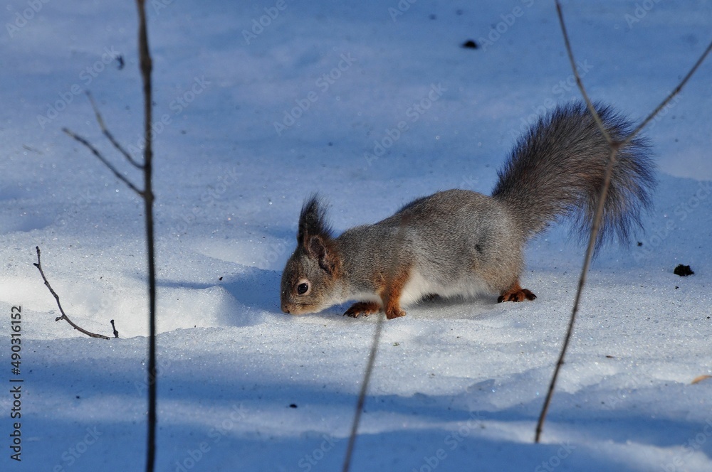 Duck is a representative of birds from several genera of the duck ...