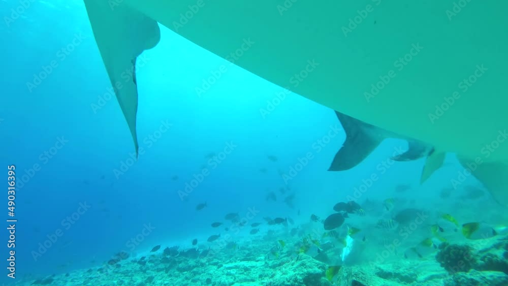 Extreme close up, attack of the Tiger Shark (Galeocerdo cuvier ...