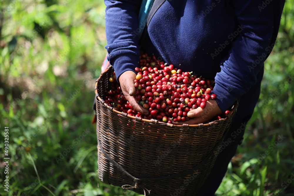 Foto de Plantation red coffee bean farmer hands ripe harvest in Garden ...