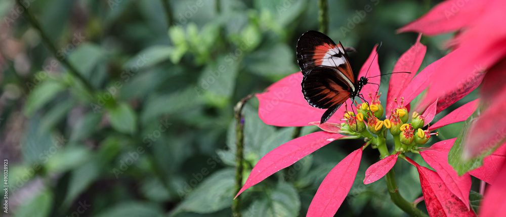 Foto de Butterfly World is located in Tradewinds Park in Coconut Creek ...