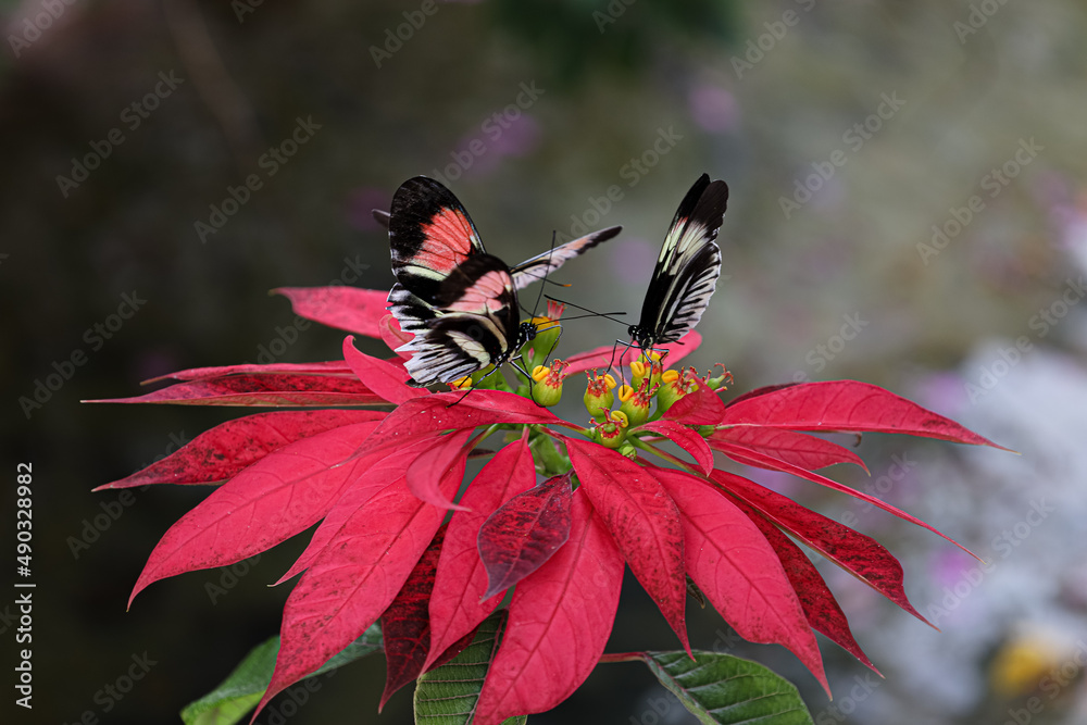 Butterfly World is located in Tradewinds Park in Coconut Creek, Florida ...