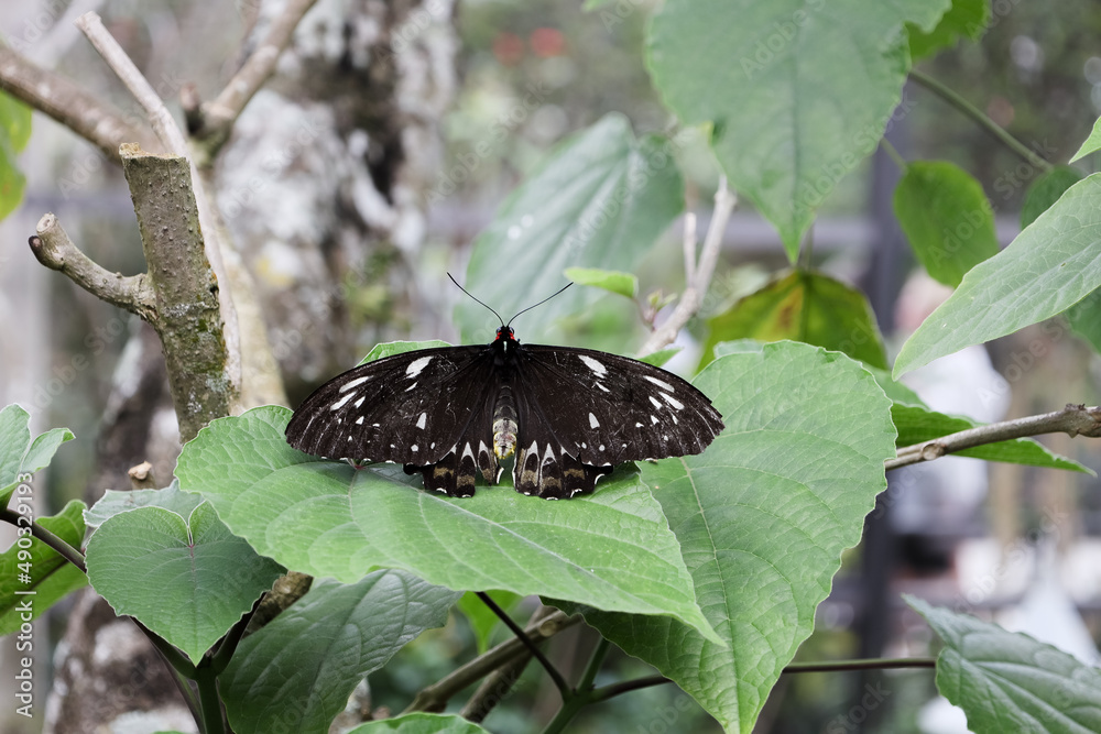 Foto de Butterfly World is located in Tradewinds Park in Coconut Creek ...