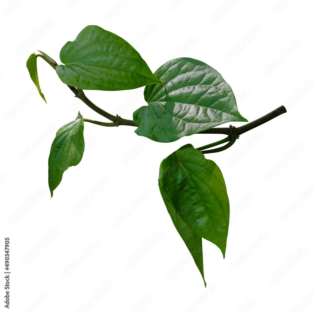 Betel leaves, Greenery plants isolated on white background have ...