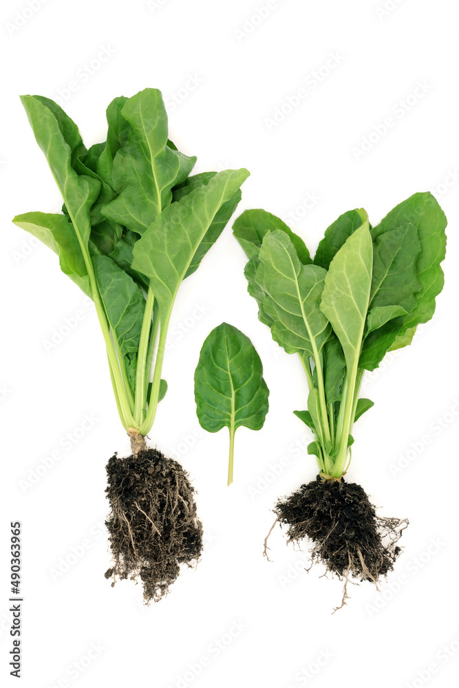Organic spinach plants with earth root balls and leaves. Immune system ...