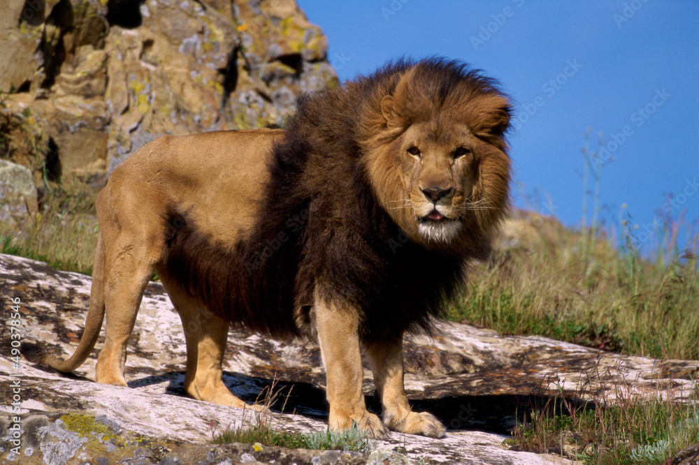 Low angle view of a lion standing on a rock Stock Photo | Adobe Stock
