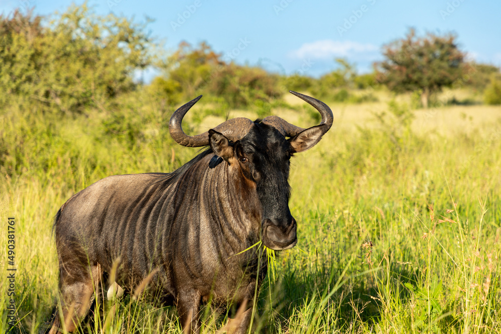 Wildebeest male with grass his mout. He is standing in the savannah of ...