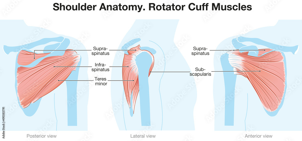 Shoulder anatomy. Rotator cuff muscles. Labeled illustration. Blue Red ...