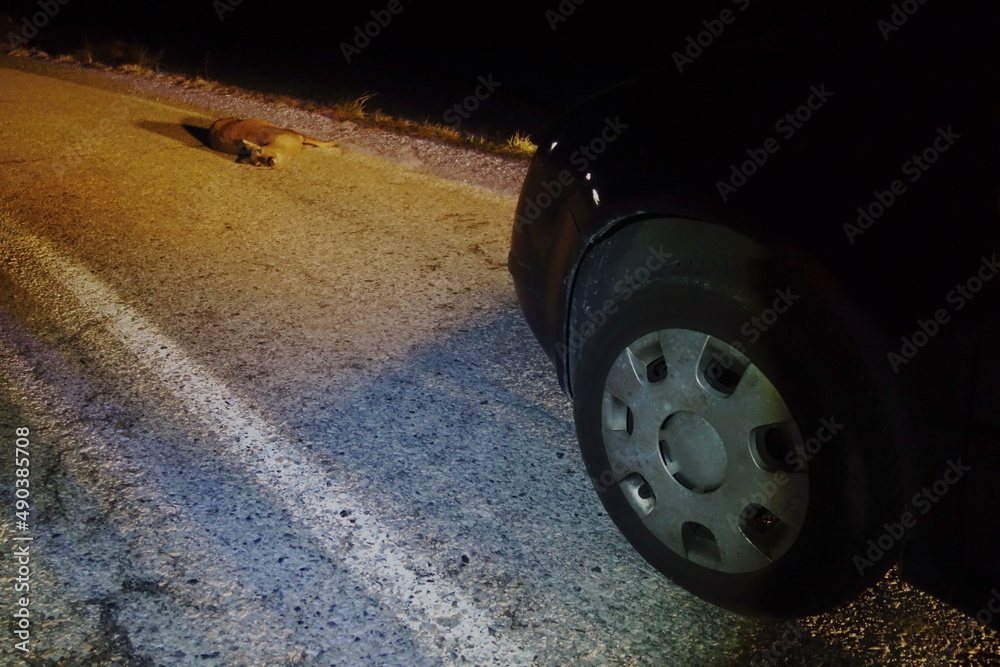 car accident at night. Car crash with wild animals. The animal is lying ...