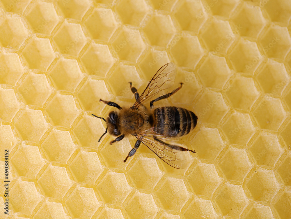 Top view of single honey bee on new wax center panel, apis mellifera on ...