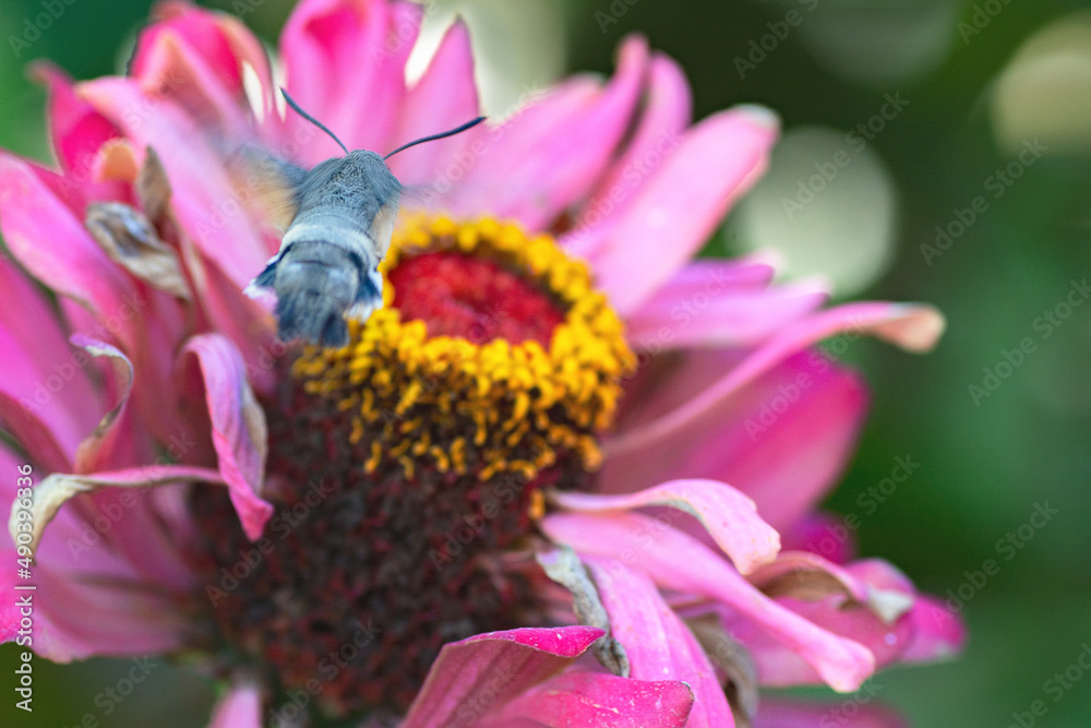 hawk moth, nectary - an insect resembling a hummingbird bird flies up ...