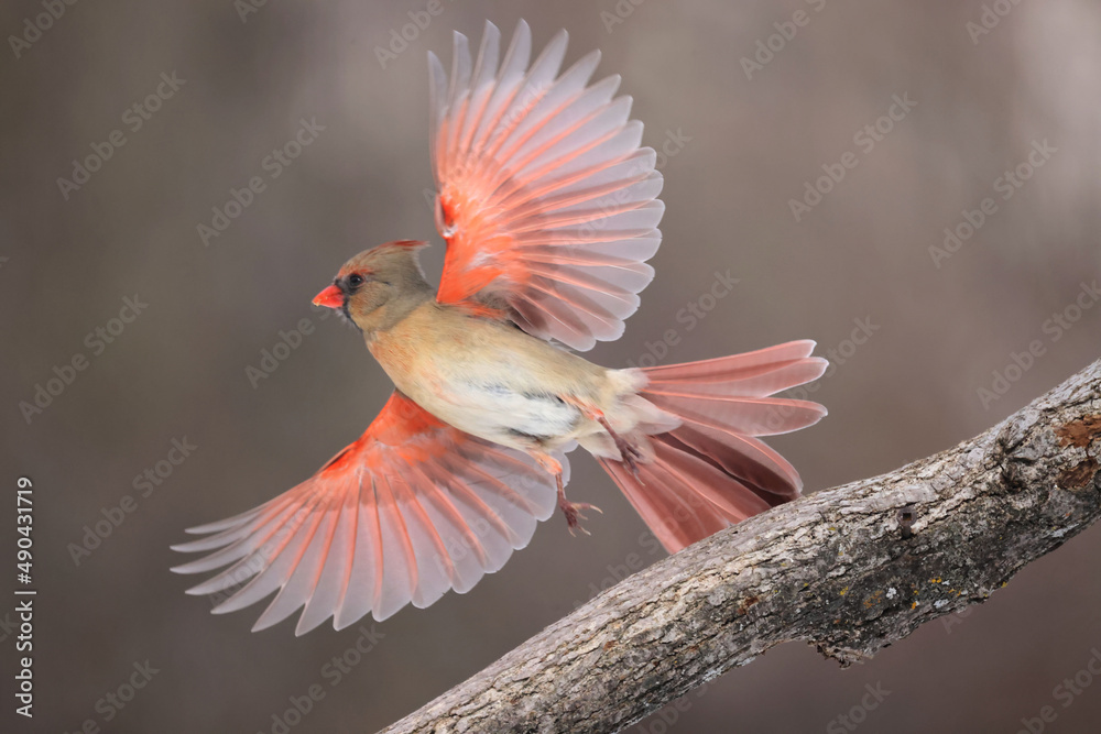 Female Cardinal In Flight