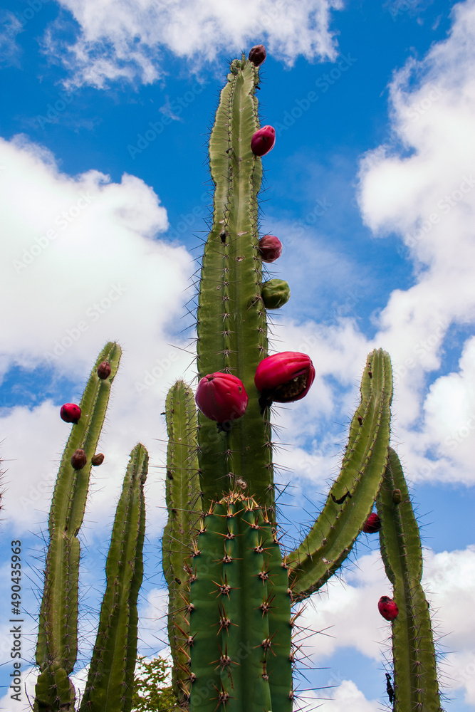 cacto mandacaru com frutos maduros com céu azul com nuvens foto de ...