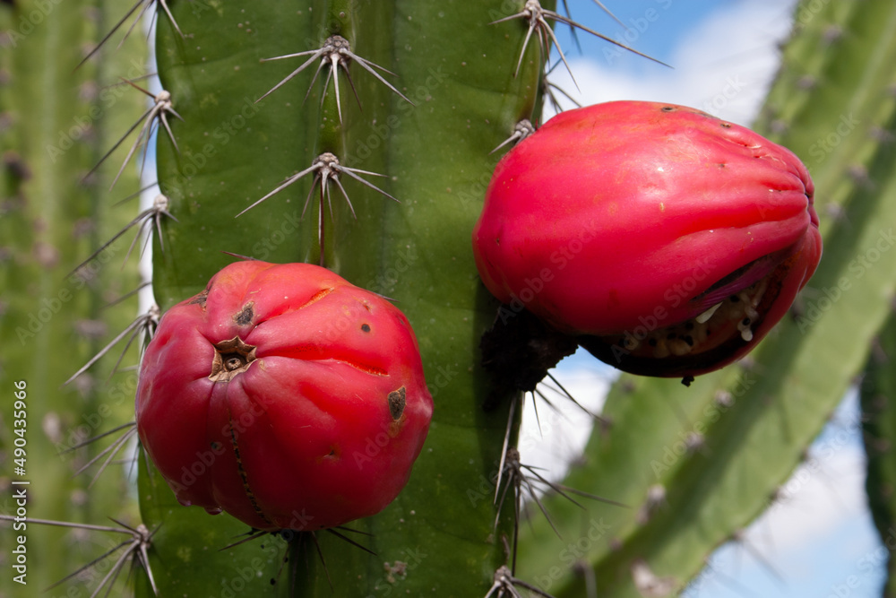 cacto mandacaru com 2 frutos maduros Stock-Foto | Adobe Stock