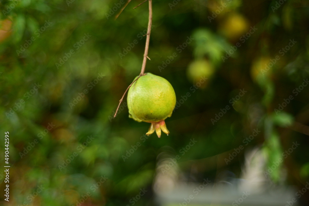 The fruit of The pomegranate, Punica granatum is a fruit bearing ...