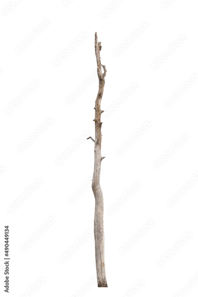 Dying trees isolated on a white background Stock Photo | Adobe Stock