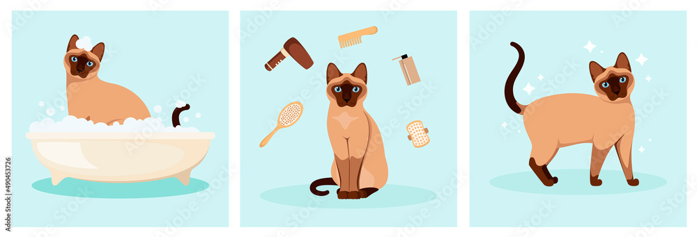 Siamese cat washes in the bathroom. Grooming. Cartoon design. Vector ...