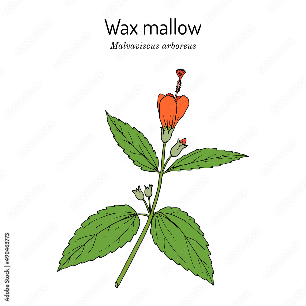 Wax Mallow or Sleeping Hibiscus Malvaviscus arboreus , medicinal plant ...
