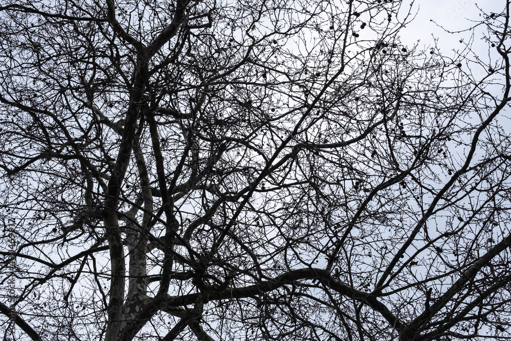 leafless tree branches silhouette. Gray sky background. Stock Photo ...