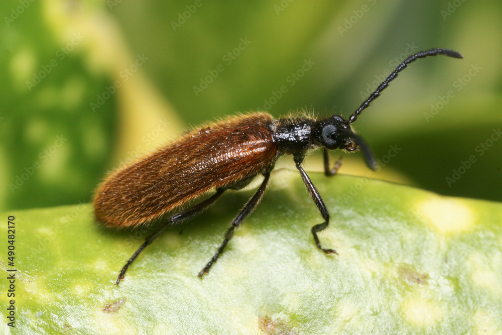 Lagria hirta is a beetle of the family Tenebrionidae Stock Photo ...