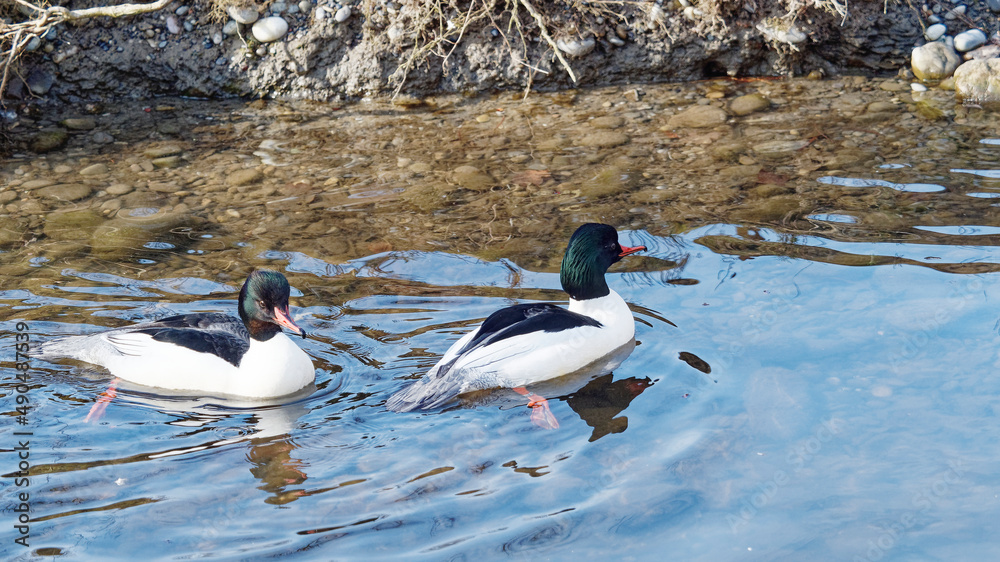 Couple mâle et femelle de Harle bièvre ou grand bec-scie (Mergus ...