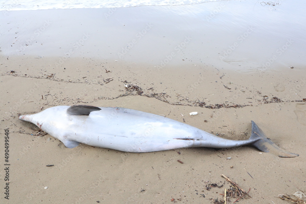 dead dolphin lying on the beach in turkey Stock Photo | Adobe Stock