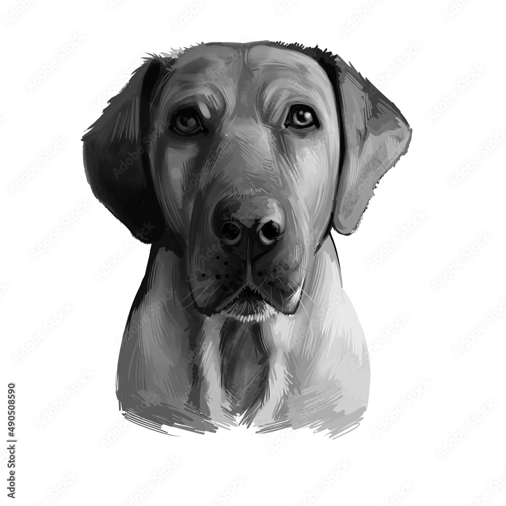 Broholmer dog breed isolated on white background digital art ...