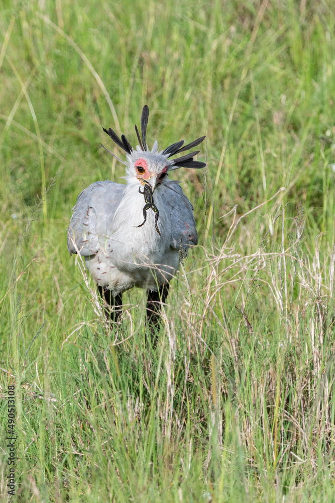 African secretary bird with a frog in its mouth Stock Photo | Adobe Stock