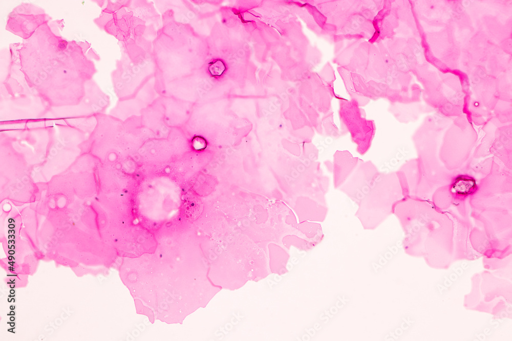 Anatomy and Histological Ovary, Testis and Sperm human cells under ...