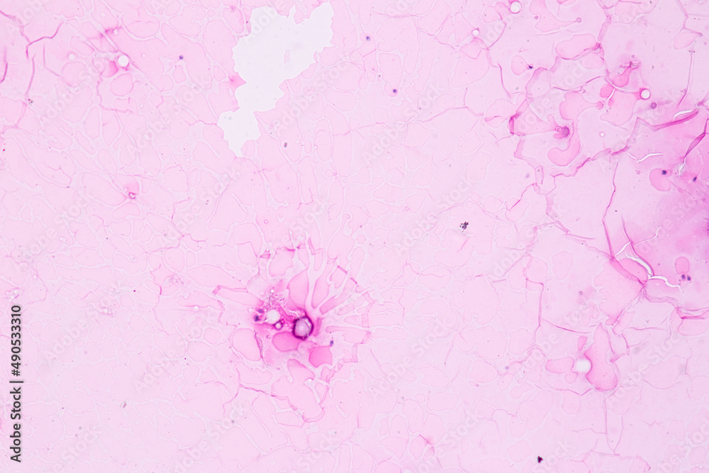 Sperm Cell Under Microscope Labeled