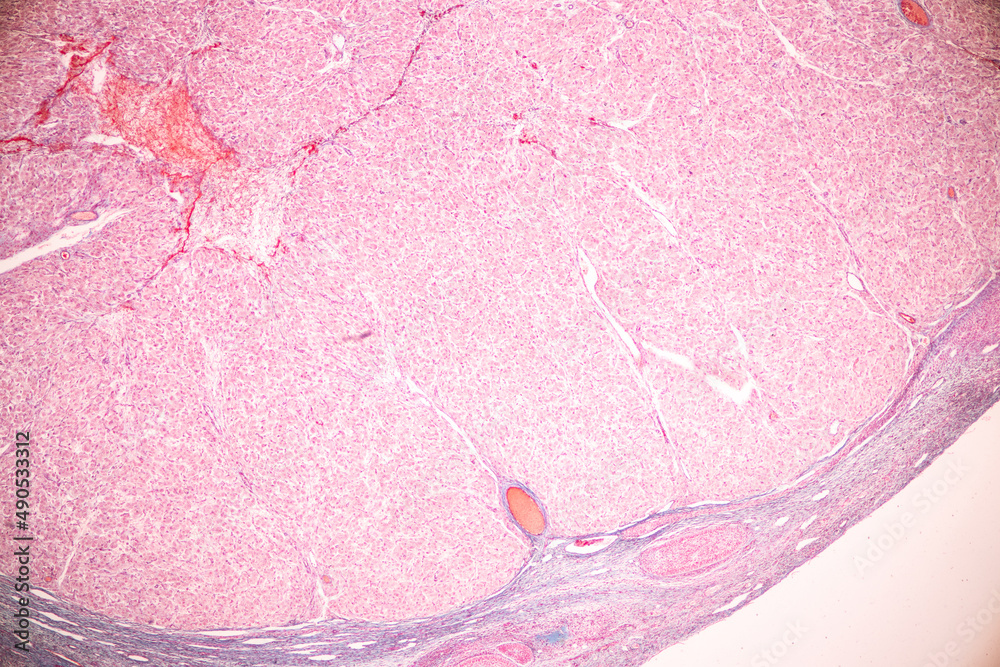 Anatomy and Histological Ovary, Testis and Sperm human cells under ...
