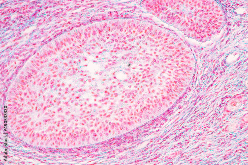 Anatomy and Histological Ovary, Testis and Sperm human cells under ...