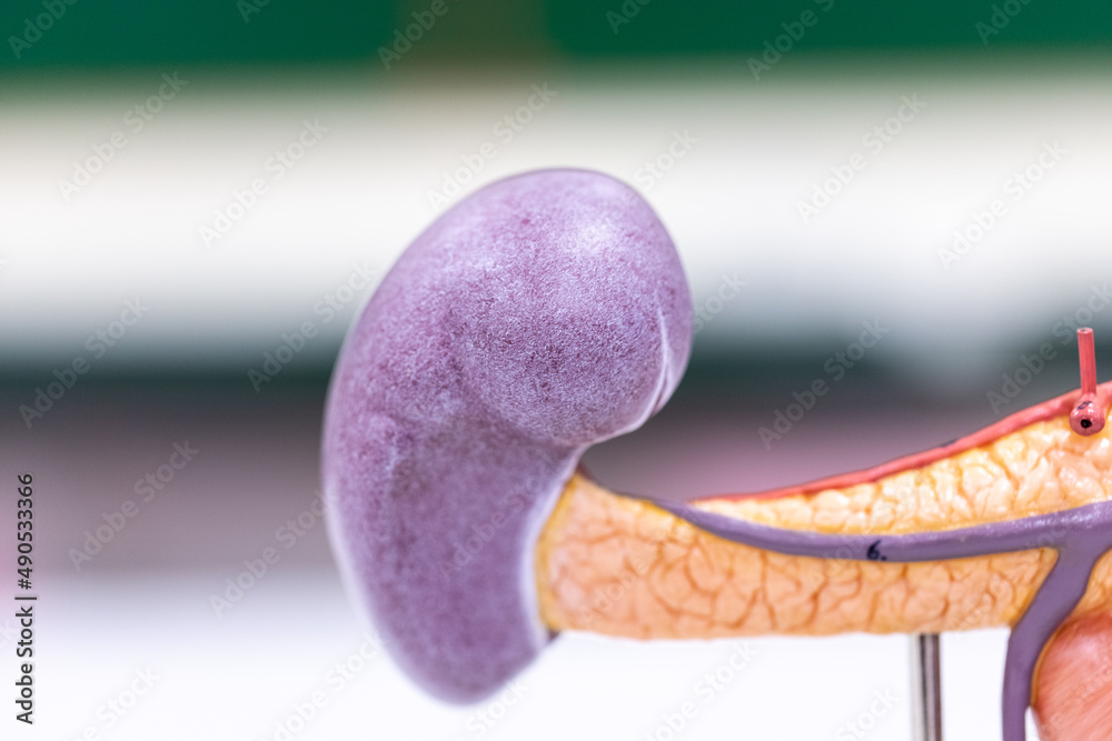 Study of human parts model in science lab. Stock Photo | Adobe Stock