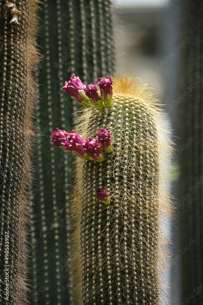 cactus thorns features growth succulen Stock Photo | Adobe Stock