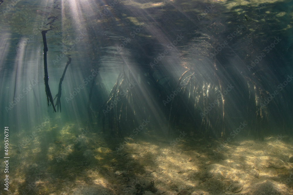 Beams of sunlight fall into the shallows of a mangrove forest in Komodo ...