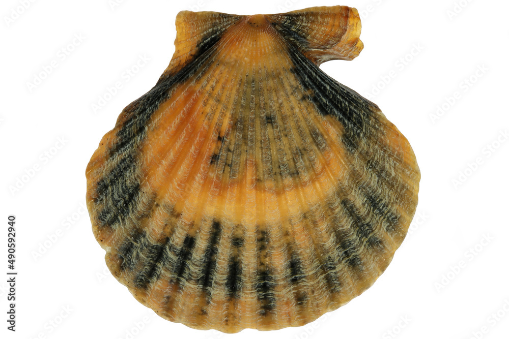 queen scallop, Aequipecten opercularis, clam, shell, seashell, mussel ...