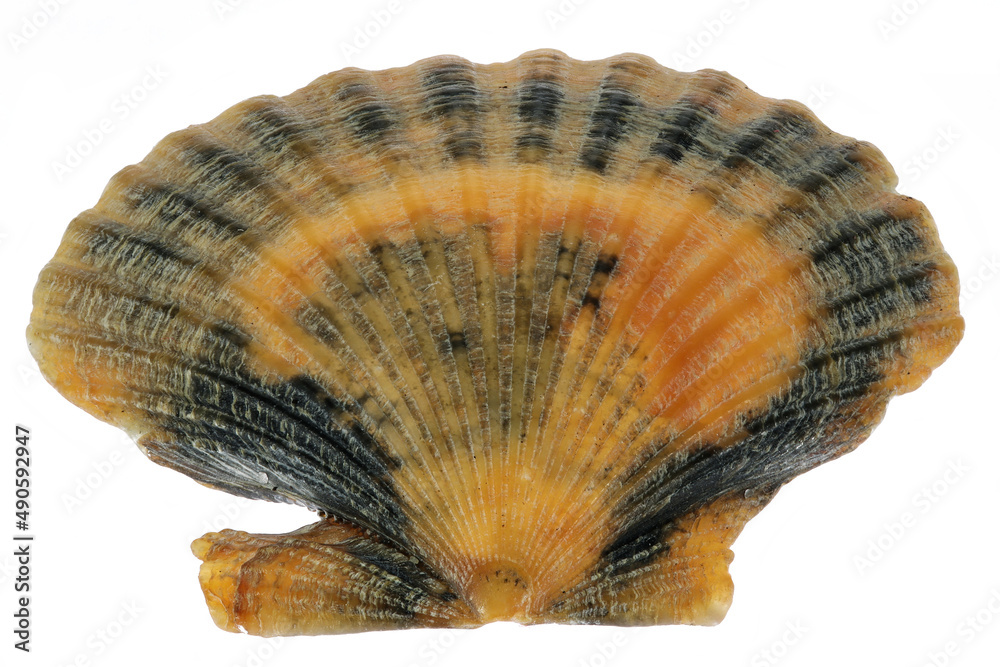 queen scallop, Aequipecten opercularis, clam, shell, seashell, mussel ...