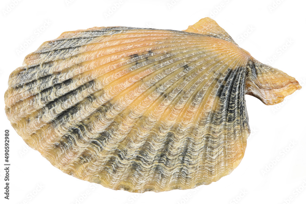 queen scallop, Aequipecten opercularis, clam, shell, seashell, mussel ...