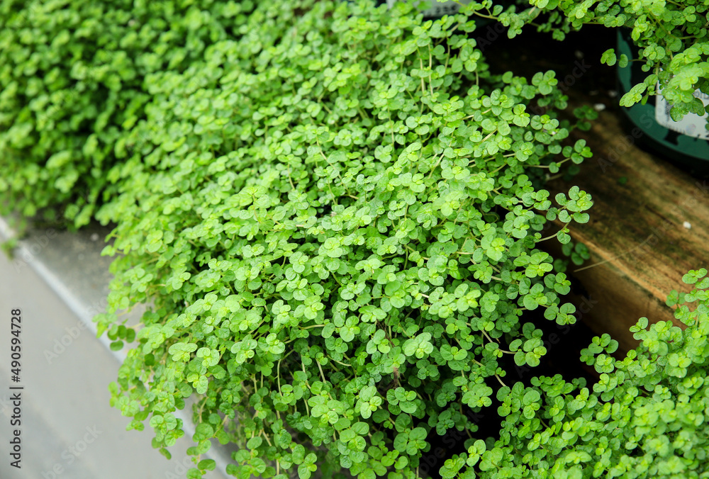 Soleirolia Soleirolii plants in the garden Stock Photo | Adobe Stock