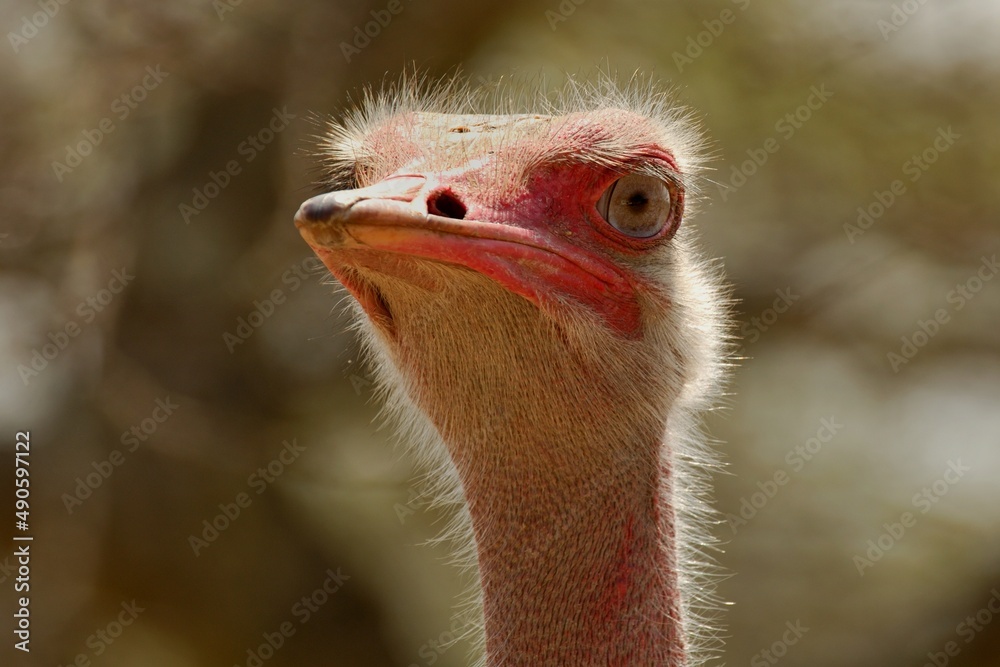 Strauss, Struthio camelus, Common ostrich, Afrikanischer Strauss ...