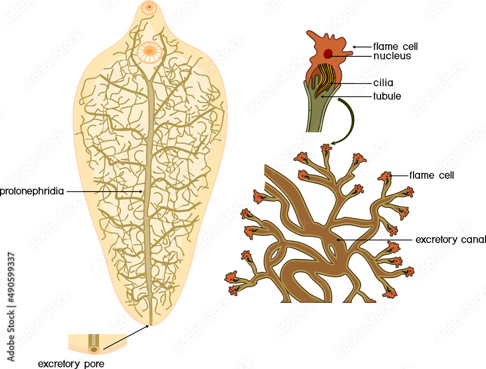 Excretory system (protonephridia and flame cell) of Sheep liver fluke ...