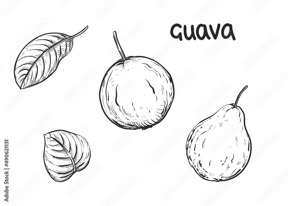 Guava Drawing Outline
