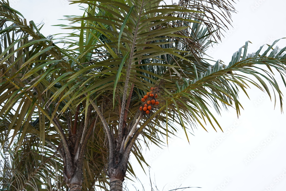 Foto de Ripe tucuma fruits (astrocaryum aculeatum), edible, tasty and ...