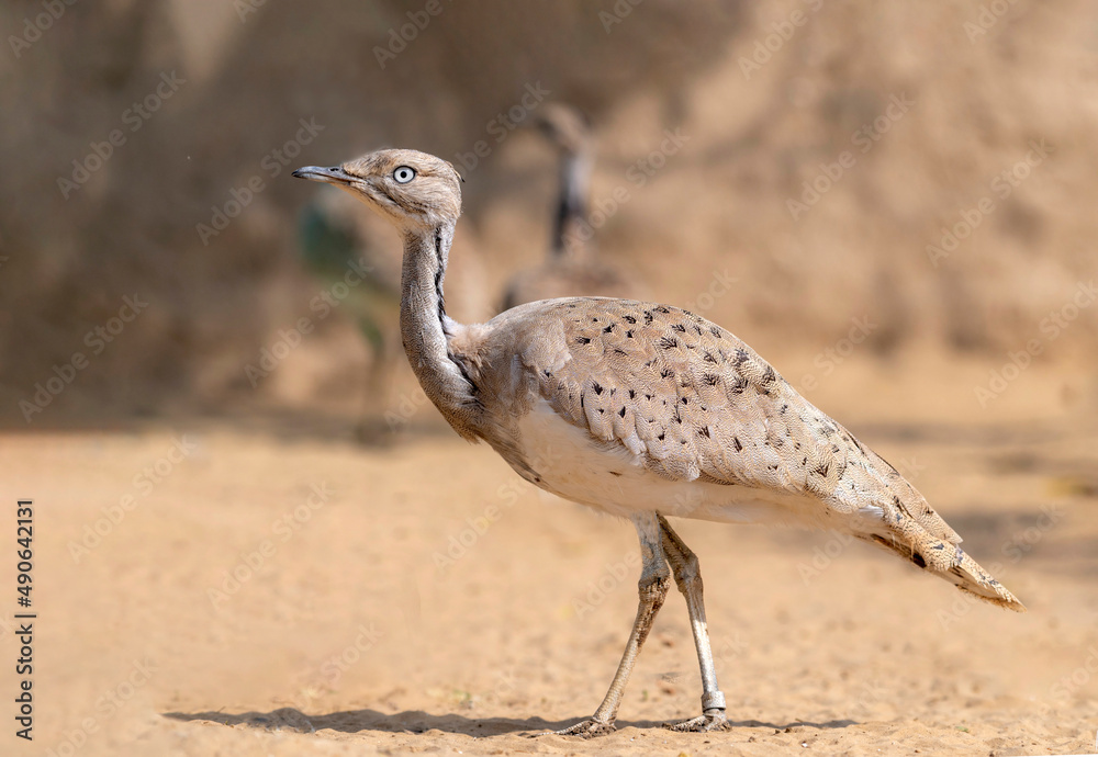 beautiful pictures of hobara bustard in the desert ,MacQueen's bustard ...